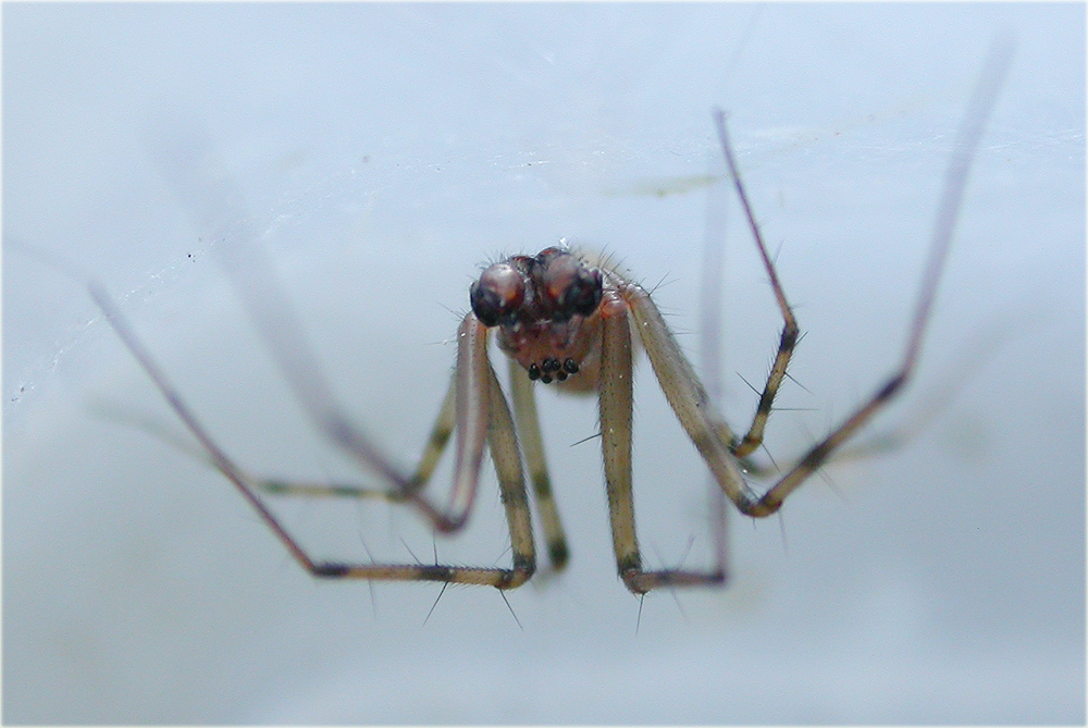 Arachnerds: Money Spiders - Linyphiidae