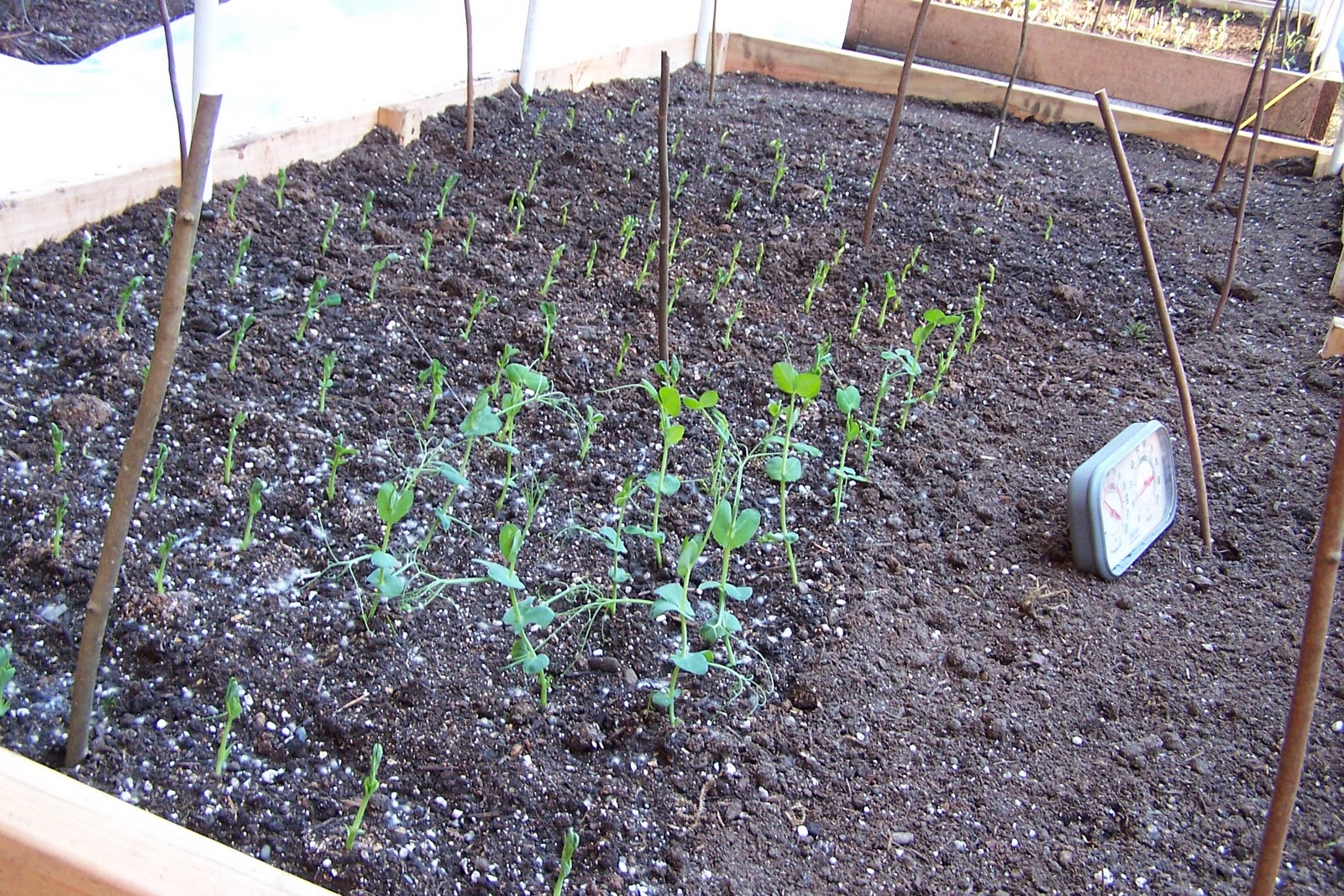 At Home On Paradise Cove: A Five Season Planting Guide...and a Pea ...