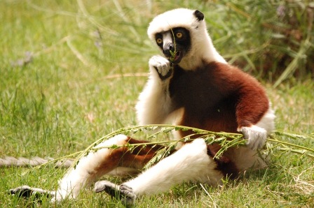 Sifaka | The Life of Animals
