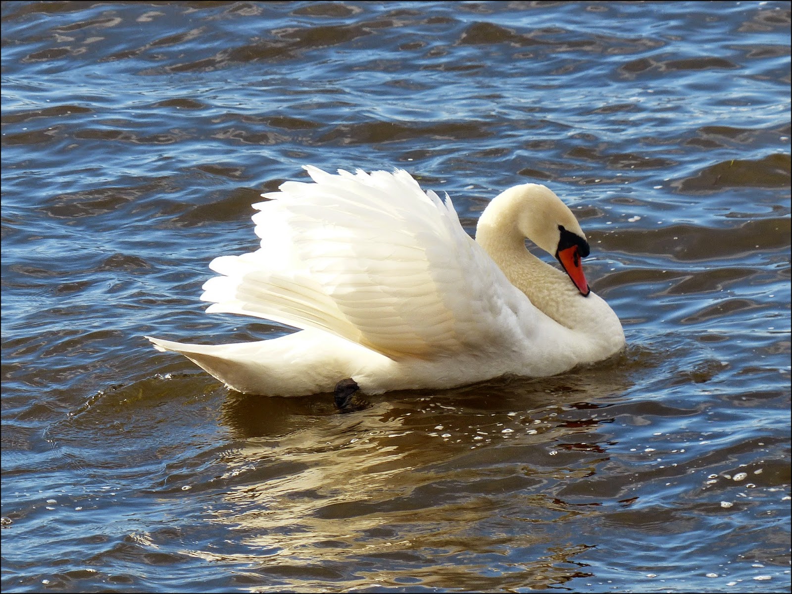 Wild and Wonderful: Swan Feed at WWT Welney