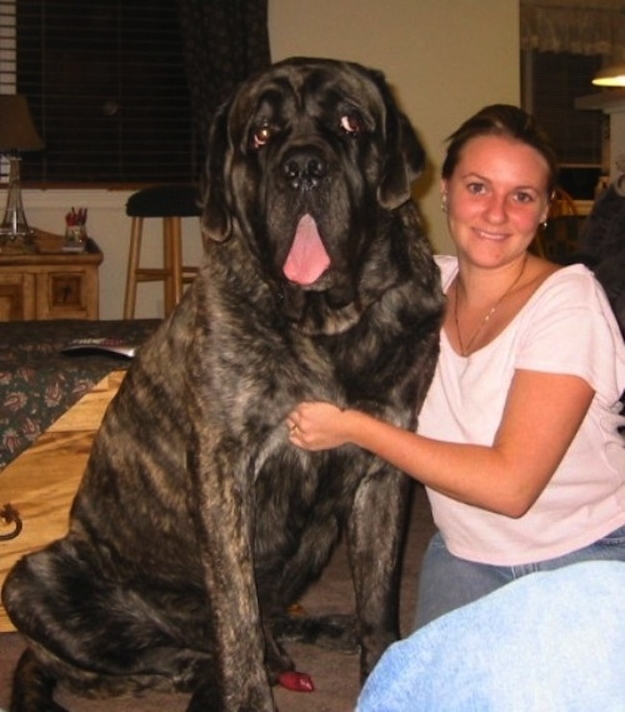 Amazing giant dogs (11 pics) | Amazing Creatures