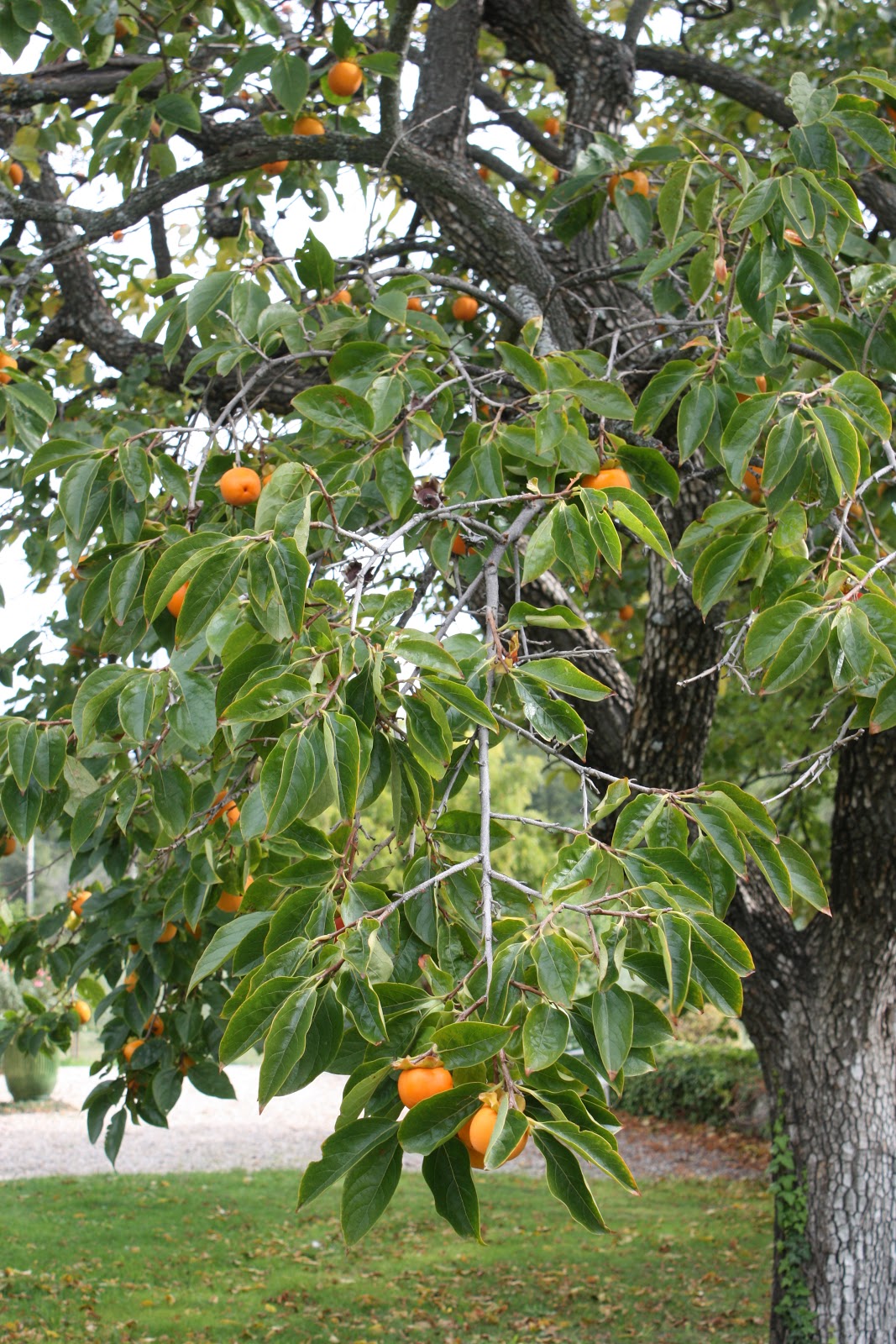 Koopman's Botanica: Diospyros kaki - Kakiboom