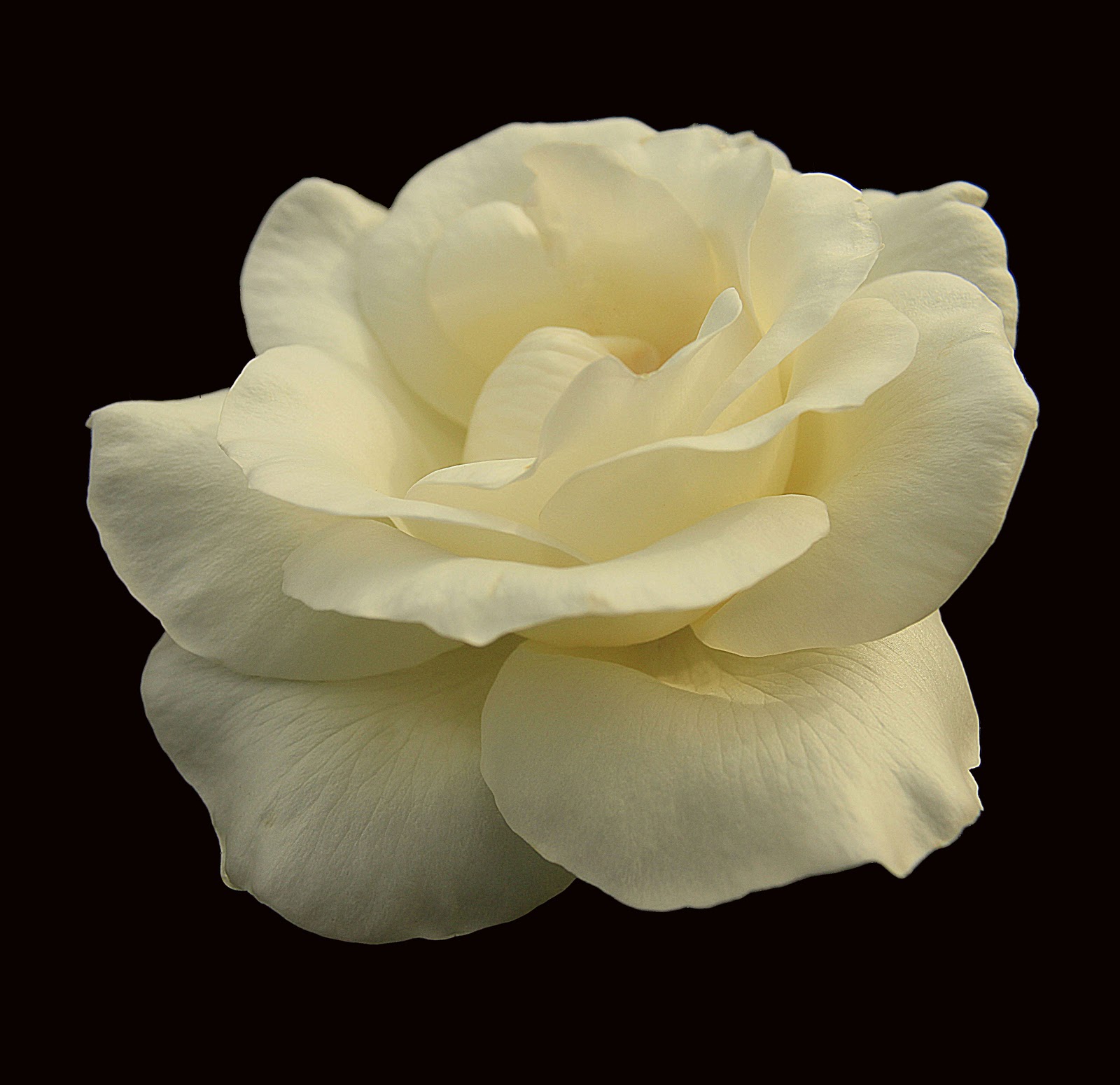 Photos & More in Halifax Gallery