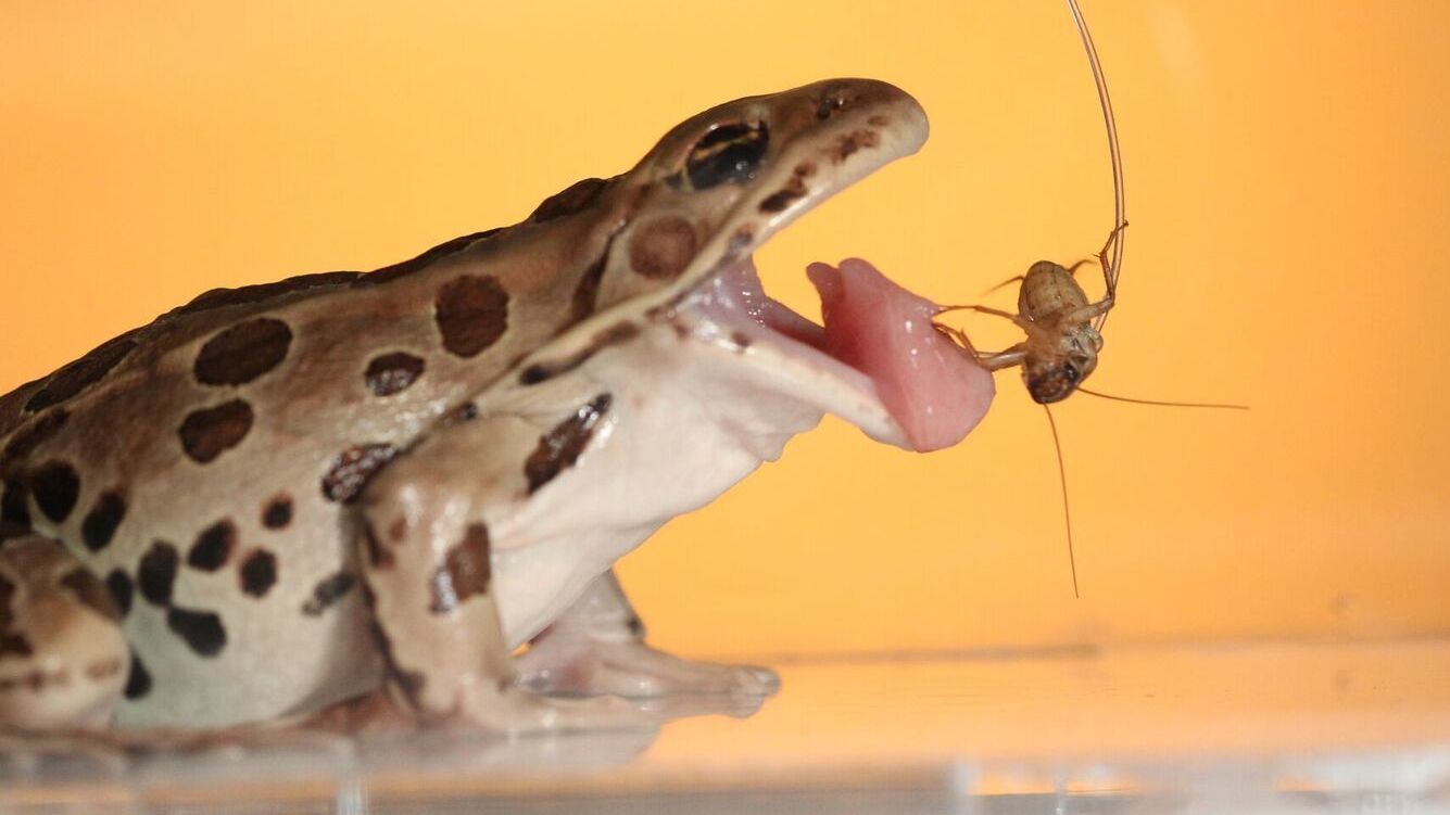 மழைக்காலப் பாடகன் தவளை | என் கண்ணில்.!!