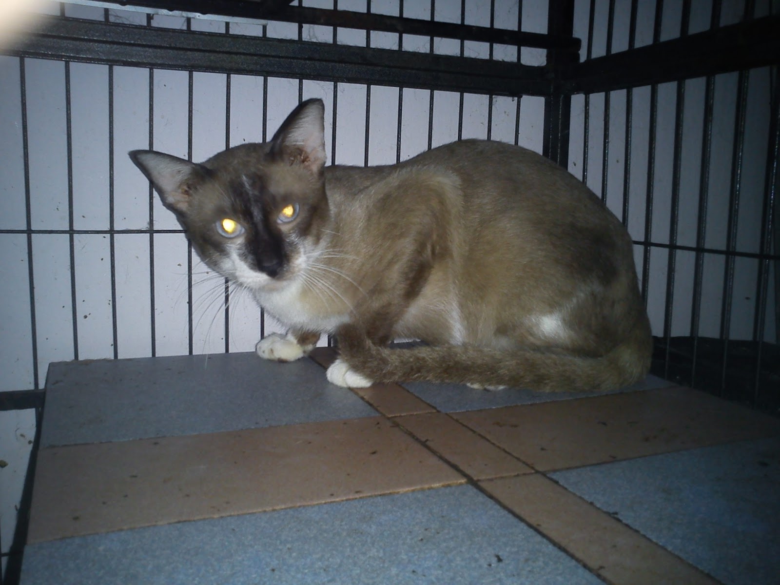 mylovelybulus,: Kucing Malaysia