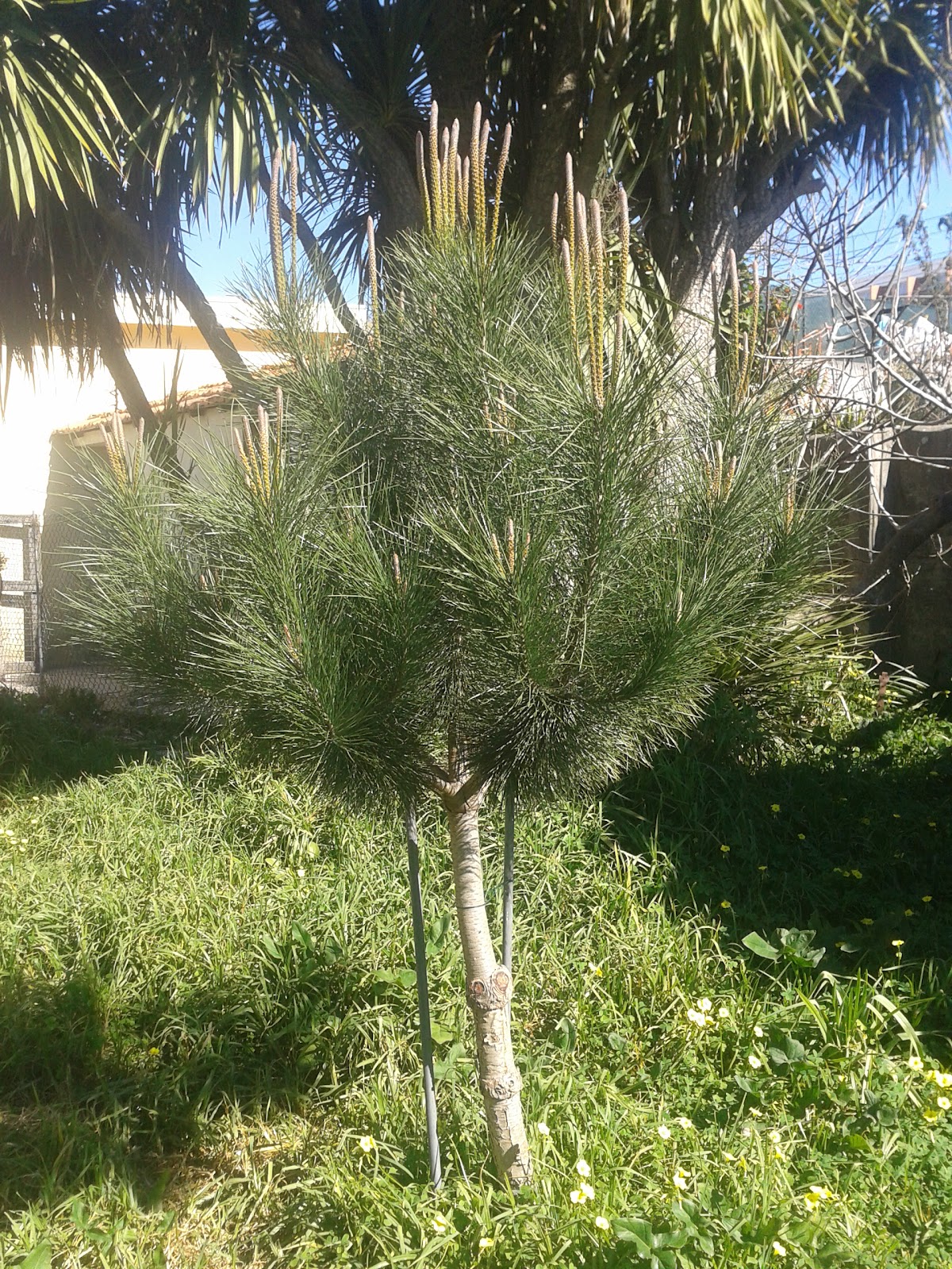 JOSHUA TREE, A VERDADEIRA E LUSA