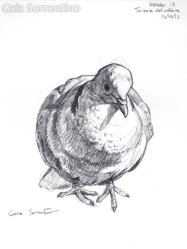 Gaia Sorrentino - Disegnatrice Naturalista : Inktober - Tortora e ...