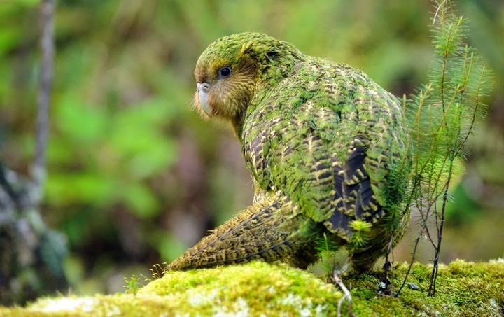 Kakapo