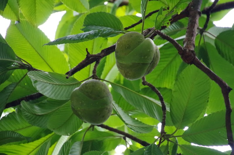 Trees and Plants: Elephant Apple (Dillenia Indica)