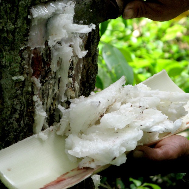 Elemi Essential Oil: The Things to Know