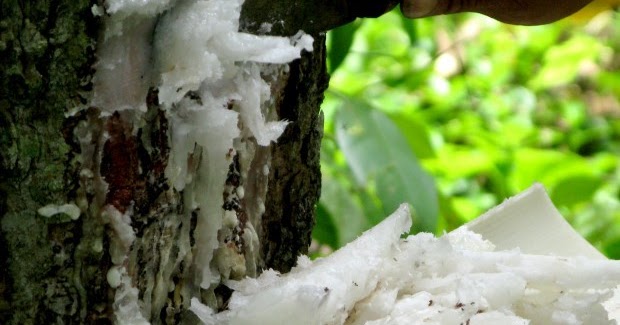 Elemi Essential Oil: The Things to Know