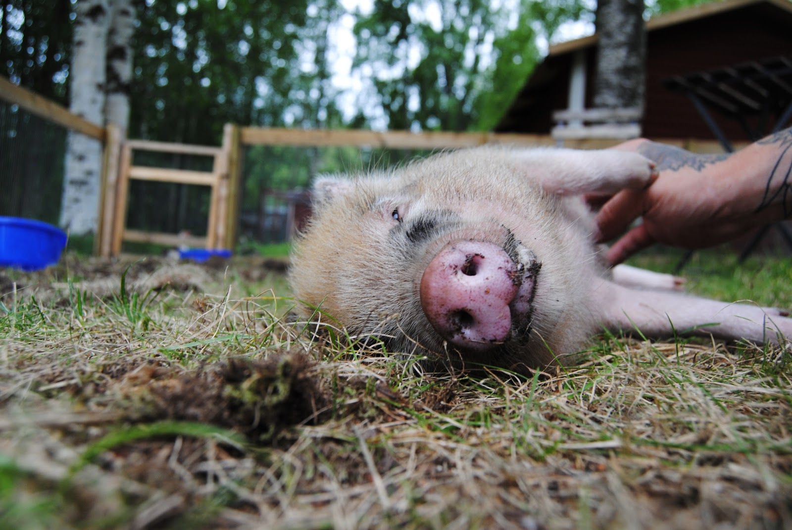 Ingarö Grönskan: Minigrisar