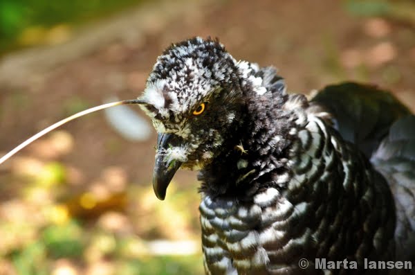 História & Outras Histórias: Anhumas