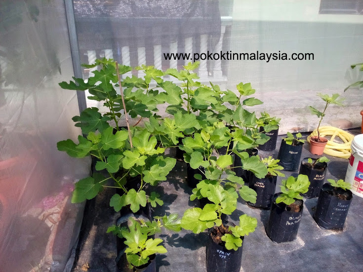 pokok tin untuk dijual di putrajaya dan perak | Tanaman Pokok Buah Tin