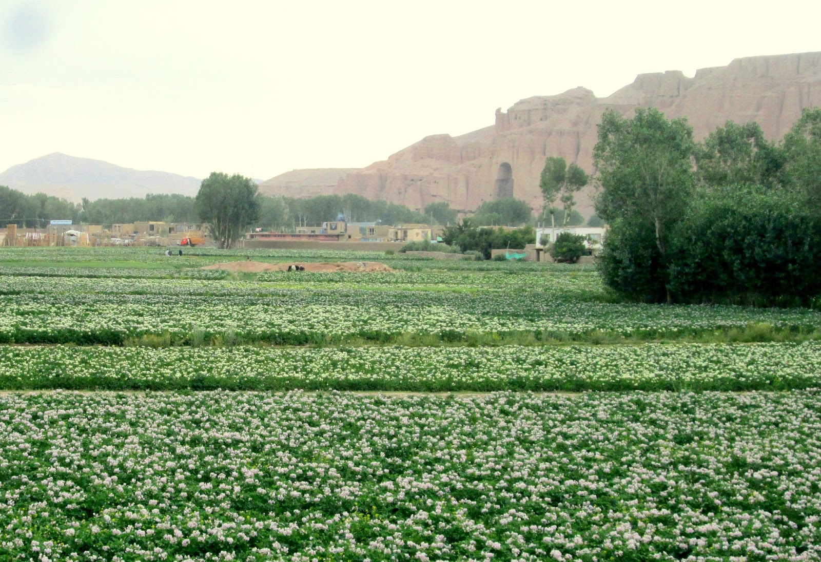 International Agriculture and Development: Low-cost Potato Storage ...