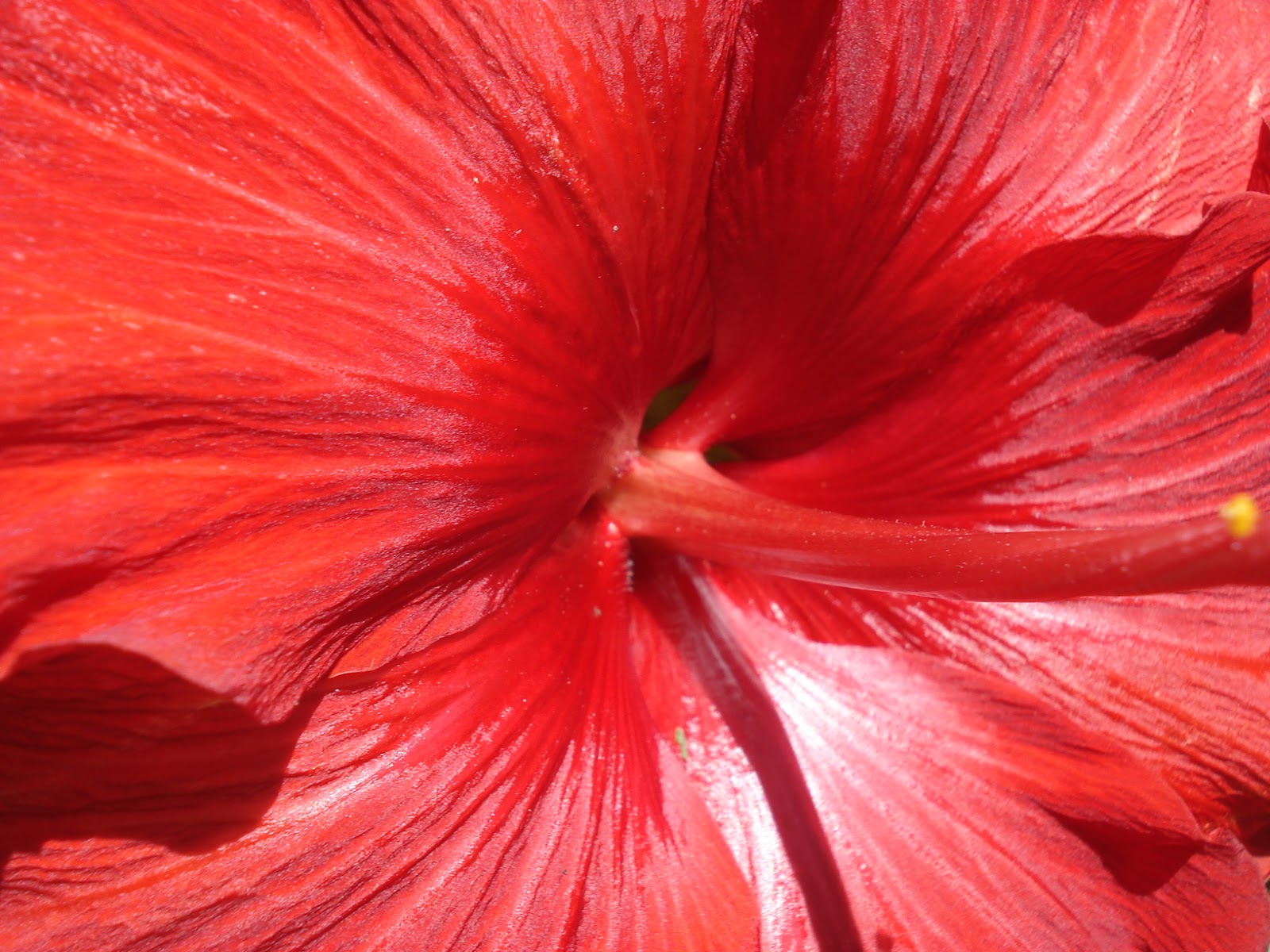 Reverdir **JARDINERIA Y PAISAJISMO**: EL COLOR DE LAS FLORES, rojo en ...