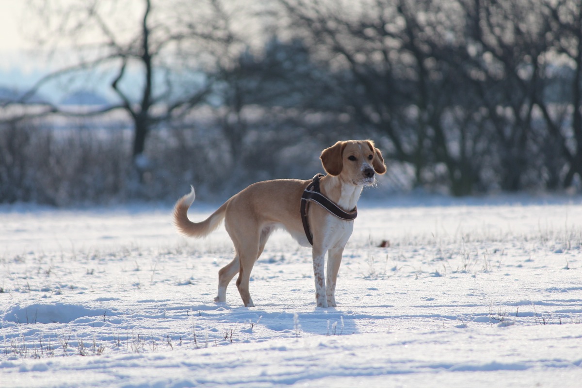 Spanador, Cockerdor, Mini Labi oder einfach Emma