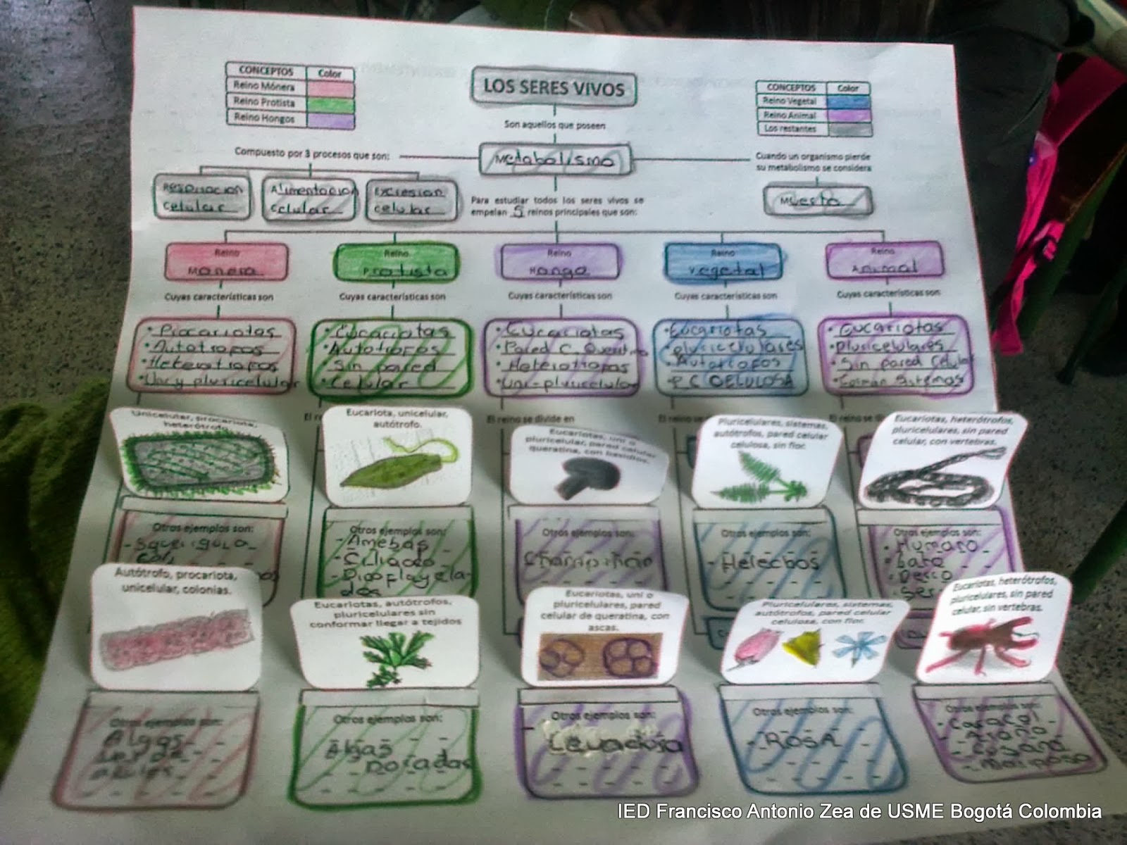 IDEAS PARA MI MUNDO: REINOS Y CLASIFICACIÓN