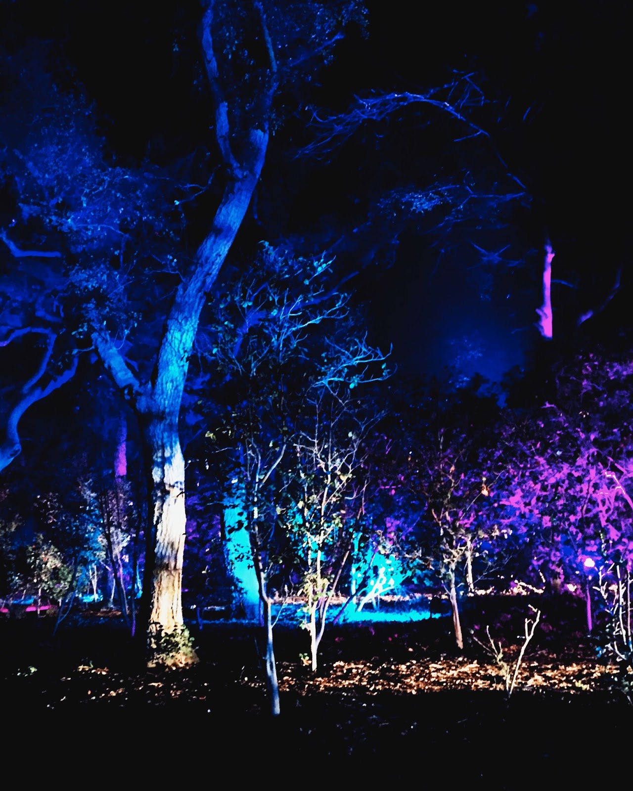 Enchanted: Forest of Light | StephC