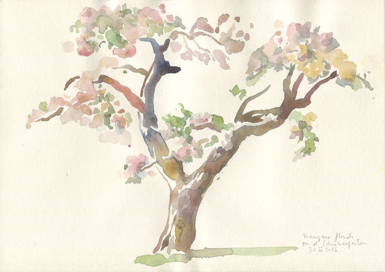 CATALINA: der blühende Apfelbaum