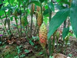 Manfaat Khasiat Daun Bangle Bagi Kesehatan Tubuh