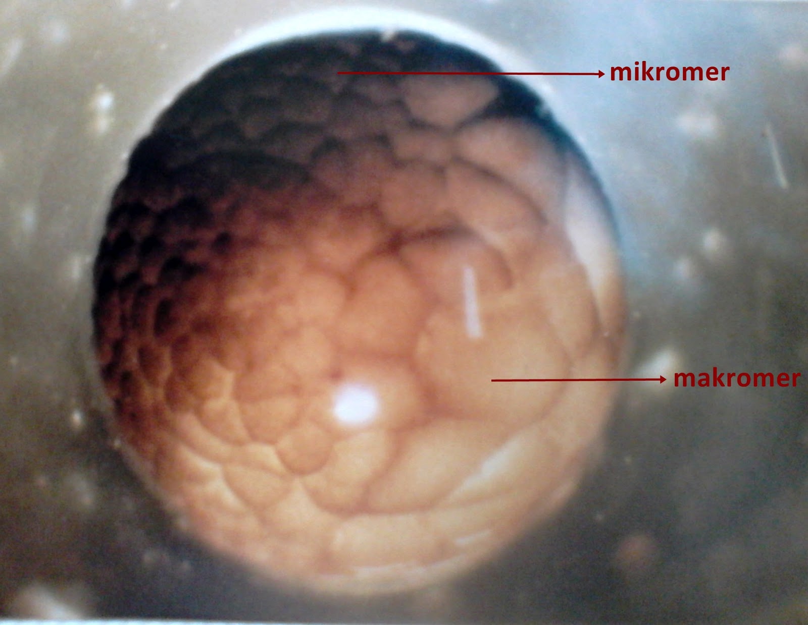Perkembangan Katak: Segmentasi dan Morula pada Katak