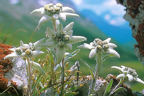 Stars and Quills: Hymn to the tune of Edelweiss