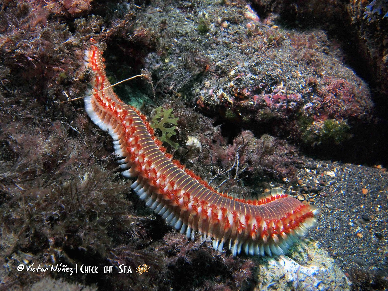Check the Sea. Web de buceo y fotografía submarina de las Islas ...