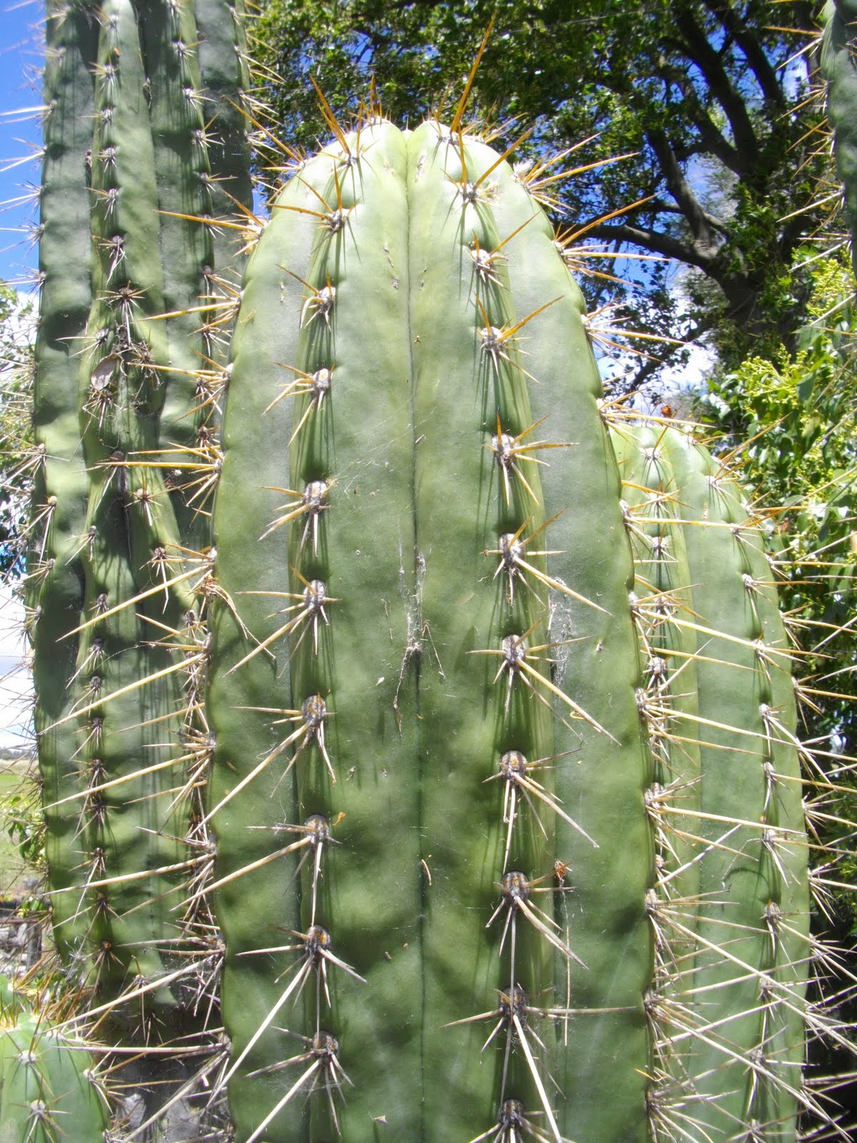 How to recognize a Trichocereus validus - Cactus & Succulent ...