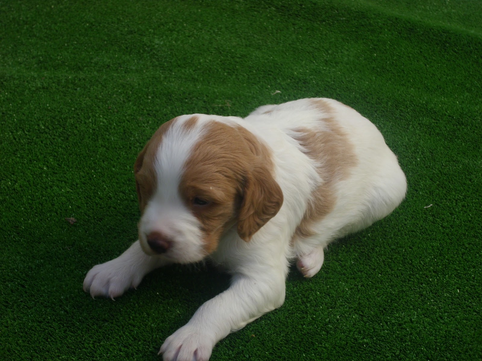 Cachorros de EPAGNEUL BRETÓN