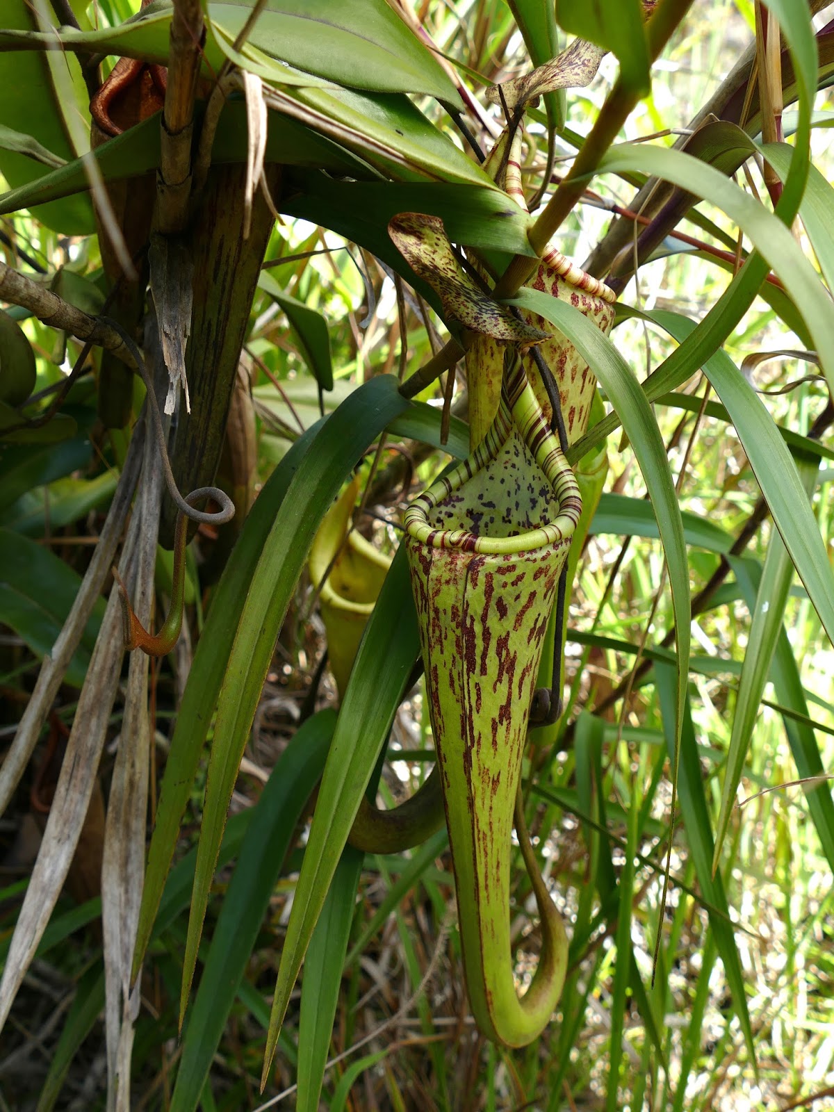 Nepenthes x [fusca x stenophylla] photos