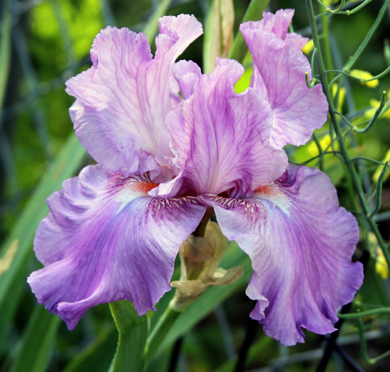 World of Irises: "Talking Irises" TALL BEARDED IRISES 2016--A banner year