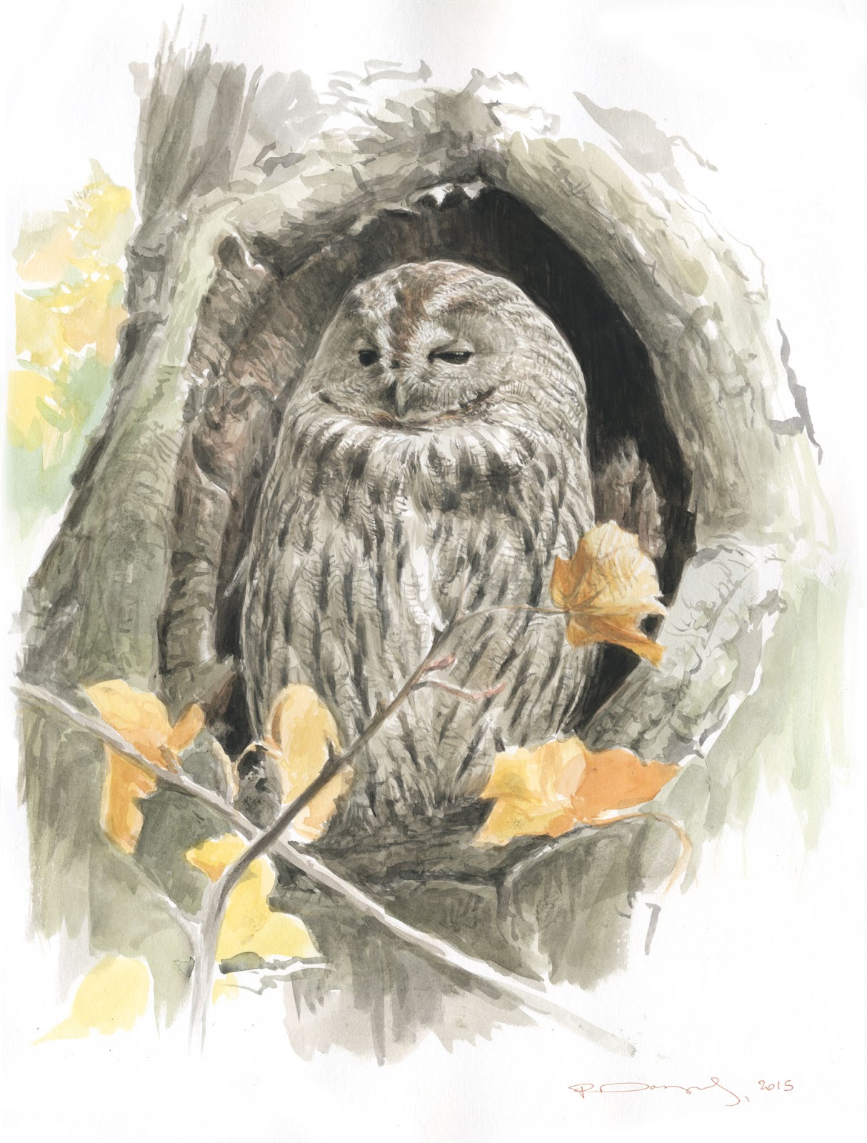 "Kasimir" the tawny owl life study