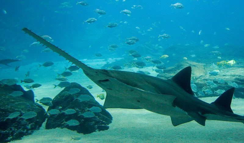 My Life: 6 Ikan Tempatan Hampir Pupus