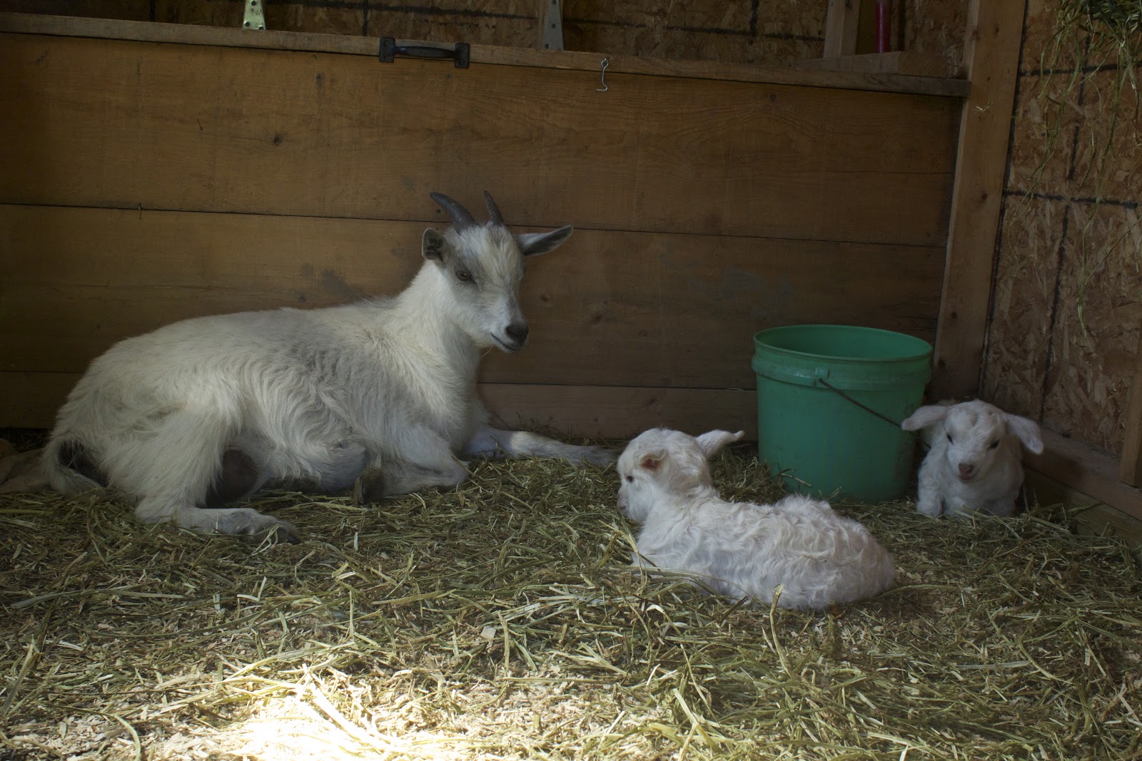 HICK CHIC: Better sit down... BABY GOAT ADORABLE CUTENESS!!!