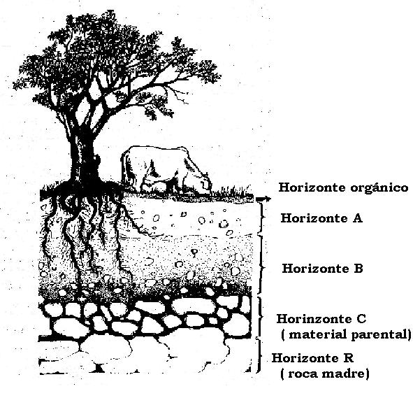AGRONOVENOS: FUNDAMENTOS DE EDAFOLOGIA