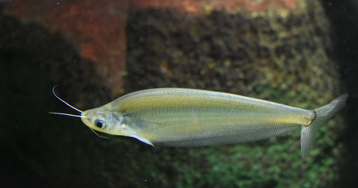 ZOOTOGRAFIANDO (6.100 ANIMALS): PEZ DE CRISTAL AZUL / GIANT GLASS ...