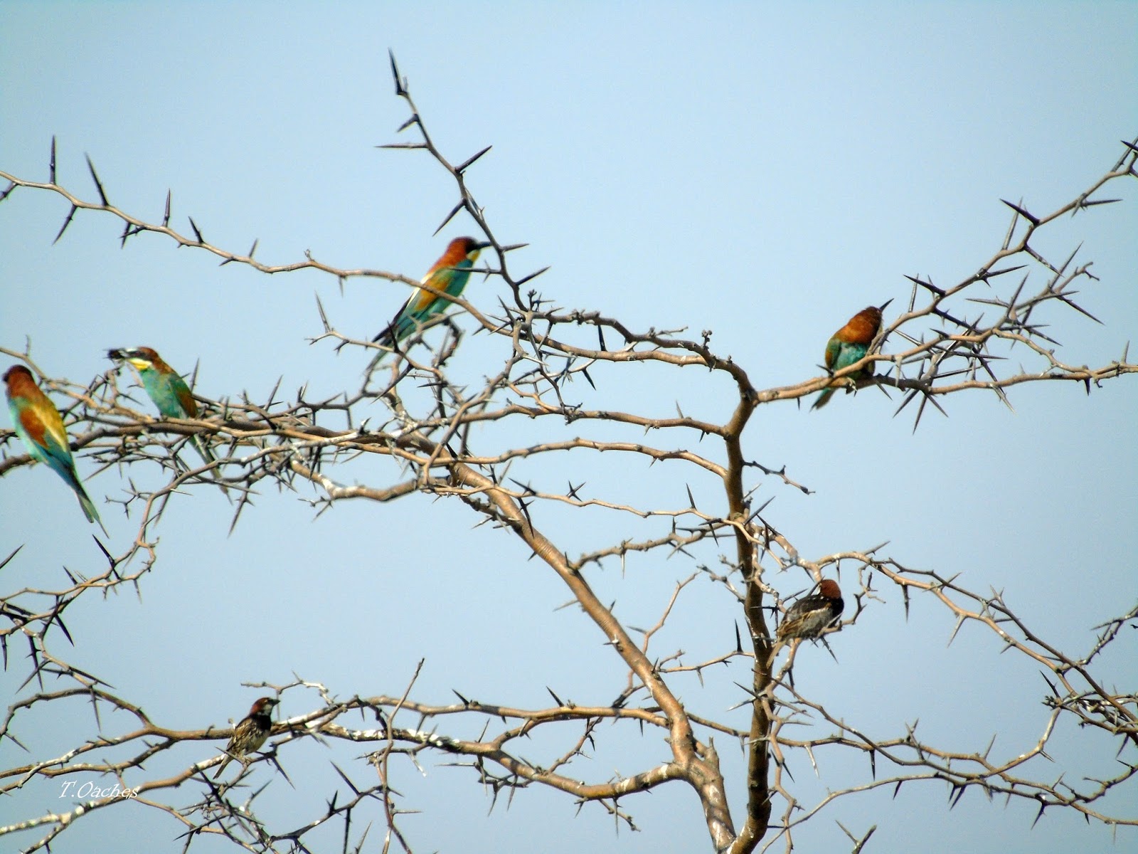 PASARI DIN ROMANIA: VRABIE NEGRICIOASA, Passer hispaniolensis