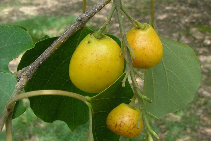 Flora-Hort. all about Horticulture, Floriculture and Landscaping ...