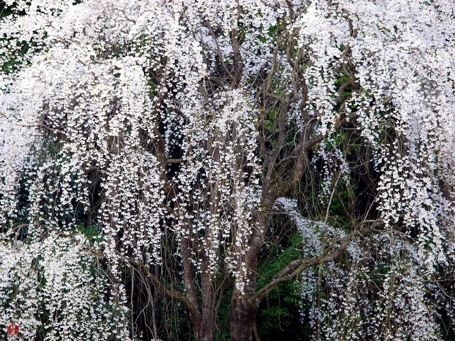 FROM THE GARDEN OF ZEN: Sidare-zakura (Prunus pendula f. pendula ...