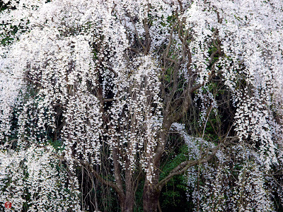 FROM THE GARDEN OF ZEN: Sidare-zakura (Prunus pendula f. pendula ...