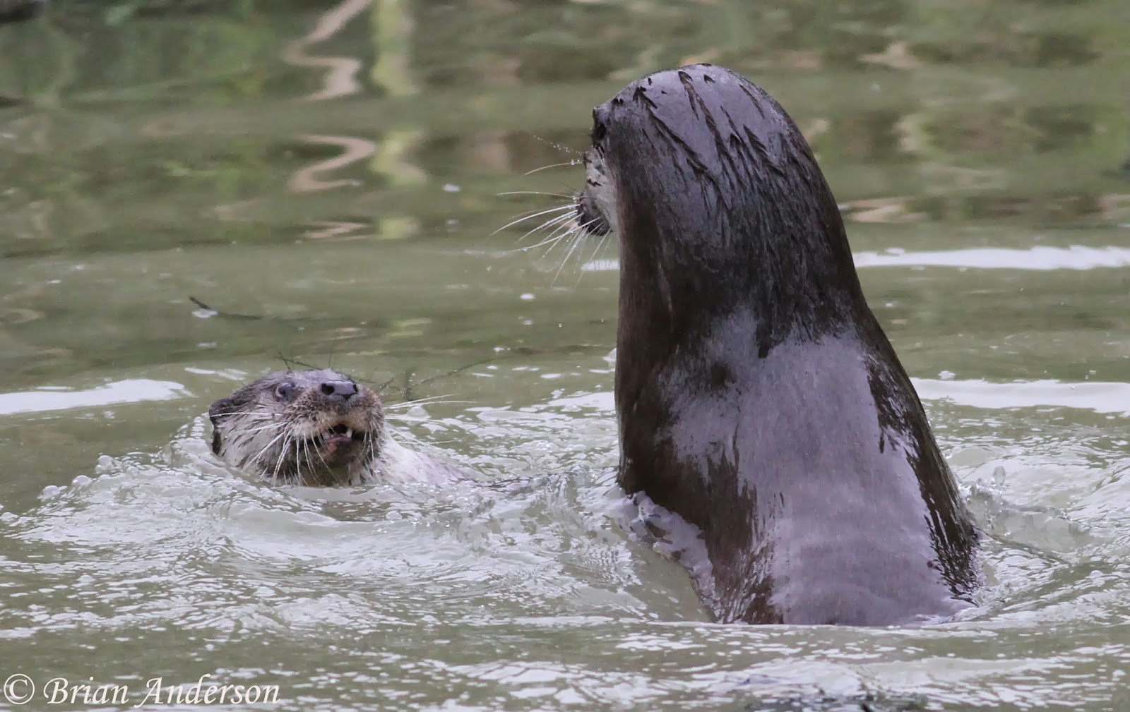 Brian's birding blog: British Wildlife Centre Otters Brian's birding blog: British Wildlife Centre Otters