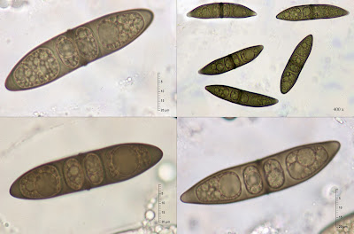 Massaria inquinans (Tode) De Not. • CEMAS Orden Pyrenulales