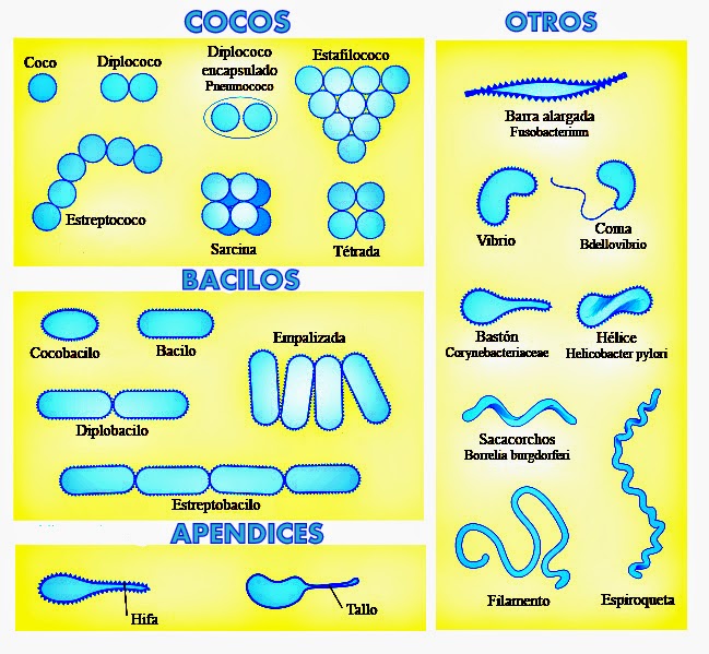 Tudo Sobre Microbiologia: Bactérias e seus tipos
