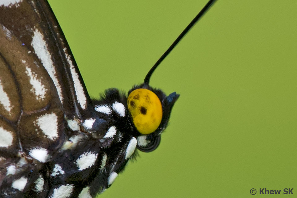 Butterflies of Singapore: The Butterfly Labial Palps