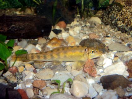 Glonojady!: Glonojad syjamski