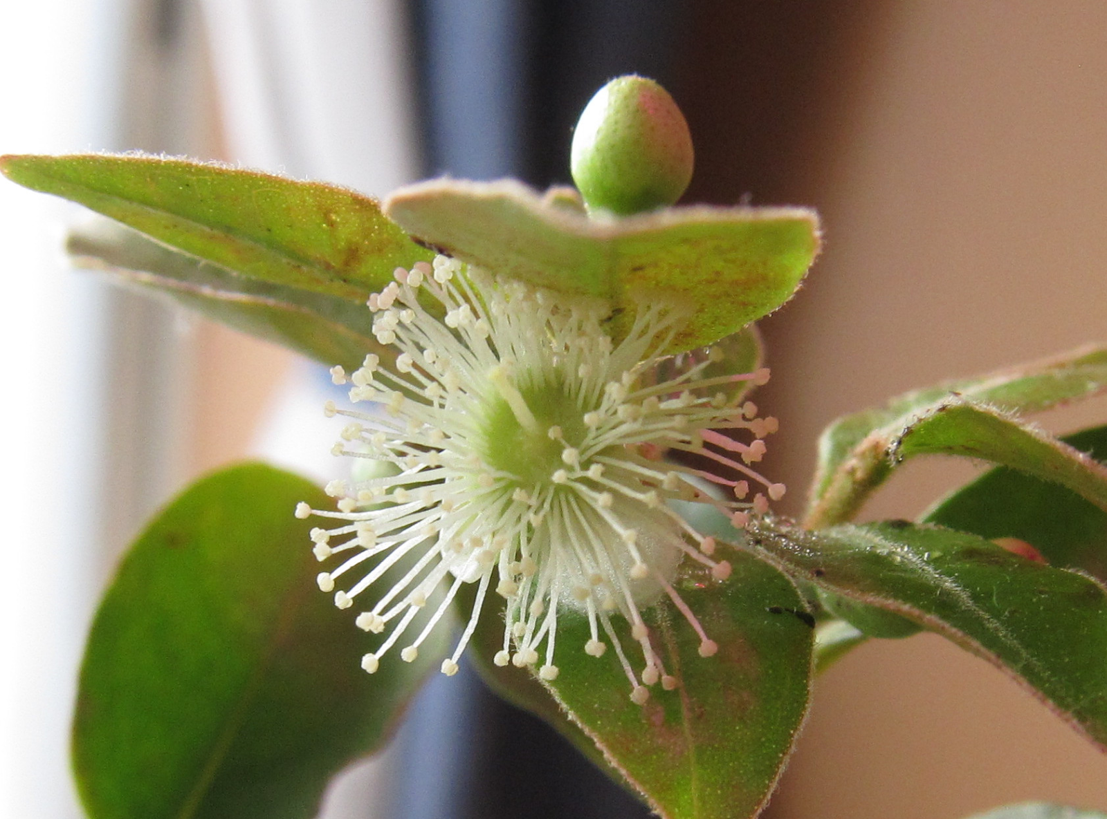 gt_2の熱帯果樹＆小果樹栽培記: Myrciaria sp.(Rumberry)開花