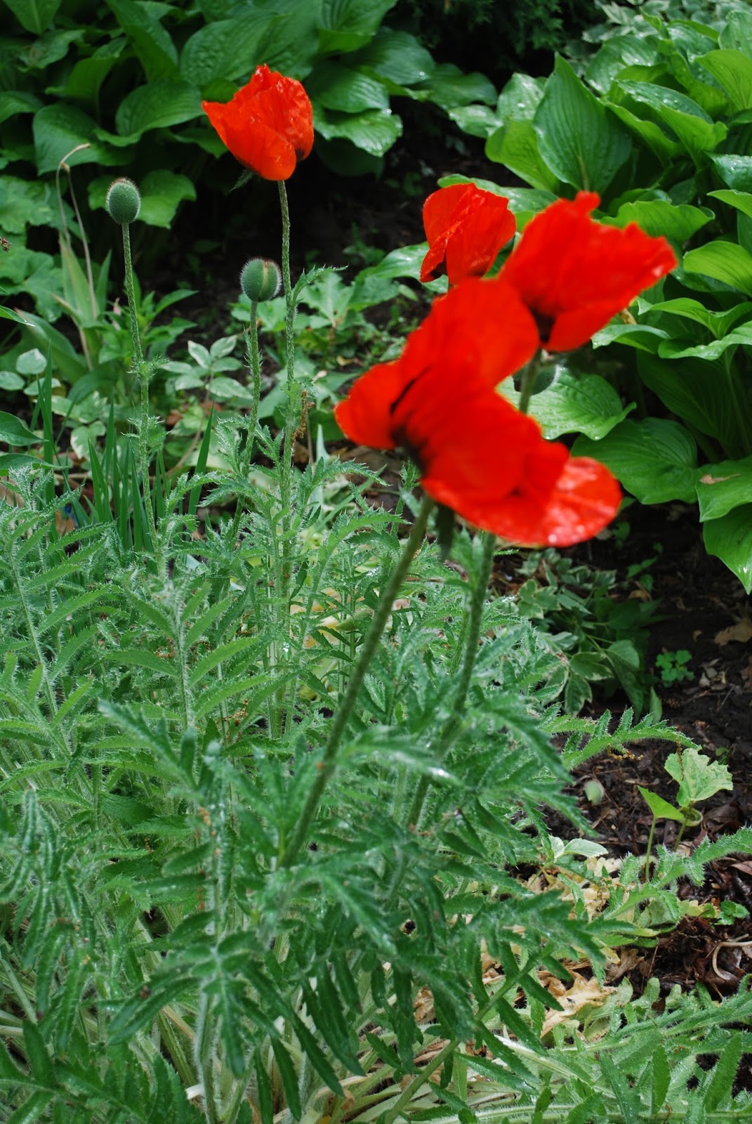 Reflective Thoughts by Barbara: A RED POPPY-HOW CANADIAN!