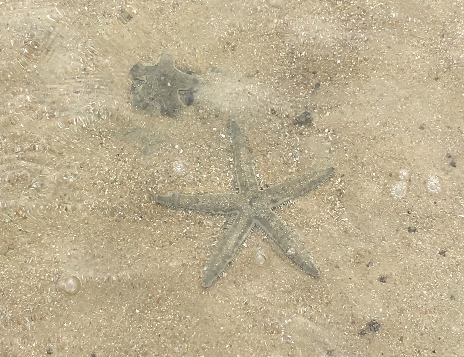 Intertidal Zone Starfish