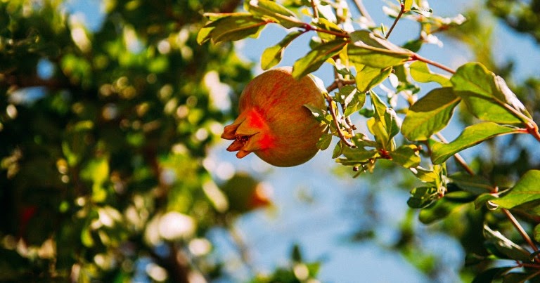 Pengertian dan fungsi buah | Blog Tanaman dan tumbuhan